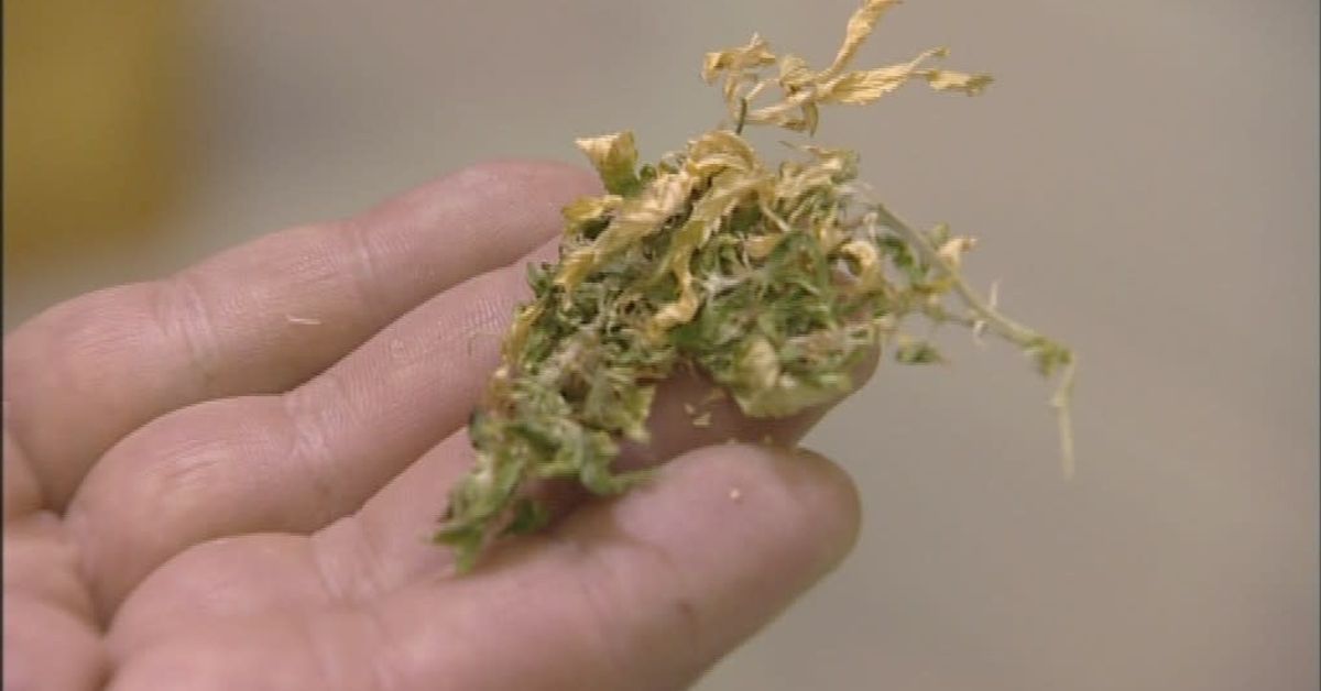 Oulusta löytyi kannabiskasvattamo, kun poliisi meni asuntoon kovan ...
