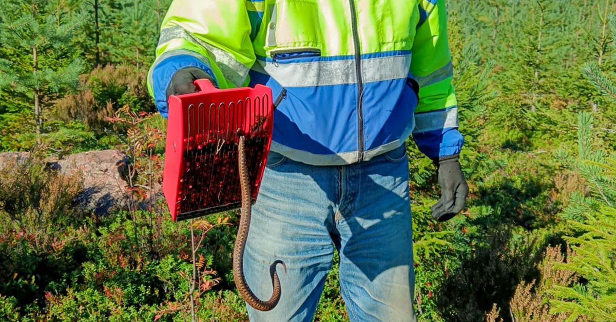 Antero Rantalainen raapaisi kyyn poimuriinsa Jaalassa: ”Kyllä minä ...