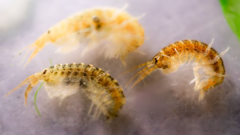 Invasive 'killer shrimp' reaches Finnish waters | Yle News | Yle