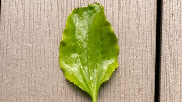 Pihasi rikkaruohot ovat aarteita – asiantuntija paljastaa parhaat ...