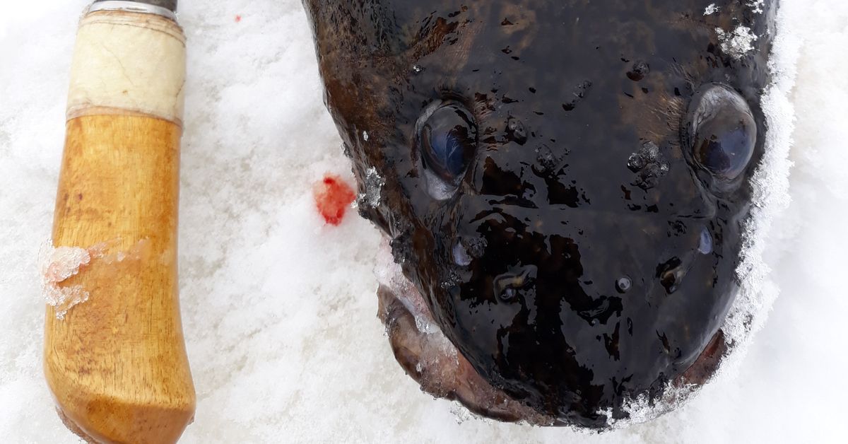 Kaloille asetettu elohopean takia uusia käyttörajoituksia Enoon ...