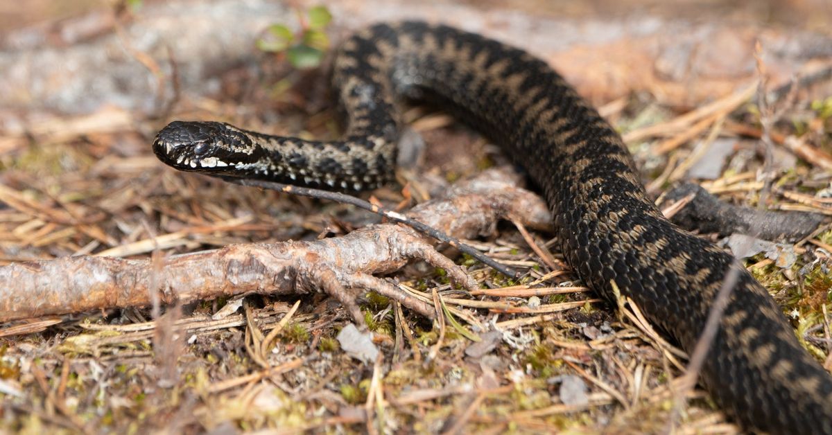 Kyyt ovat olleet rauhoitettuna kohta kaksi vuotta – kukaan ei tiedä ...