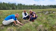 Kihokit (Kasvit) | Yle.fi | Uutiset, urheilu, ilmiöt