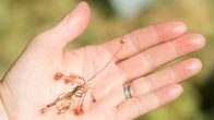 Kihokit (Kasvit) | Yle.fi | Uutiset, urheilu, ilmiöt