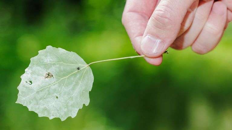 Tohmajärvi kuuluu jatkossa kansalliseen puutiaisaivotulehduksen ...