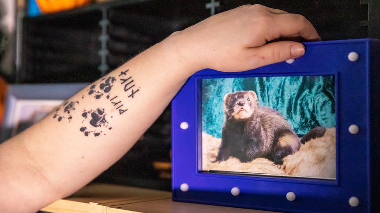 Fretti on kovapäinen petoeläin, mutta lemmikin omistajaa se vain ...
