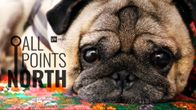 Lennu (Dog) | News | Yle Uutiset